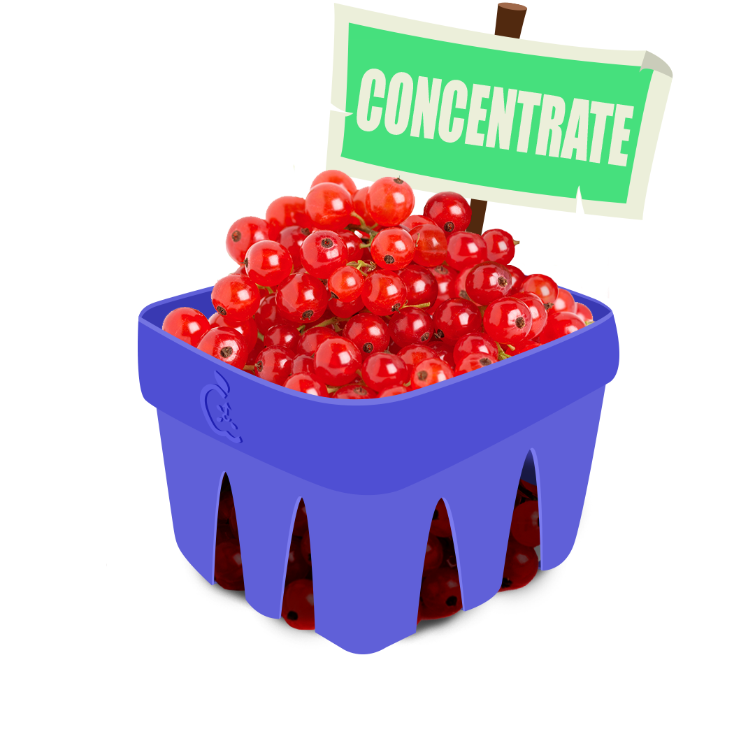 Red Currant Concentrate – Arkaios Fresh